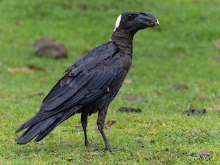 Thick-billed Raven - Corvus crassirostris - Birds of the World