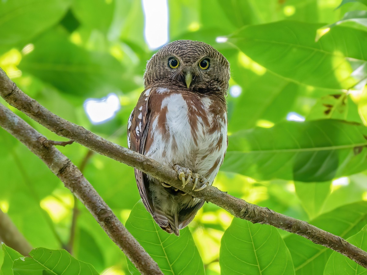 Javan Owlet - Glaucidium castanopterum - Birds of the World