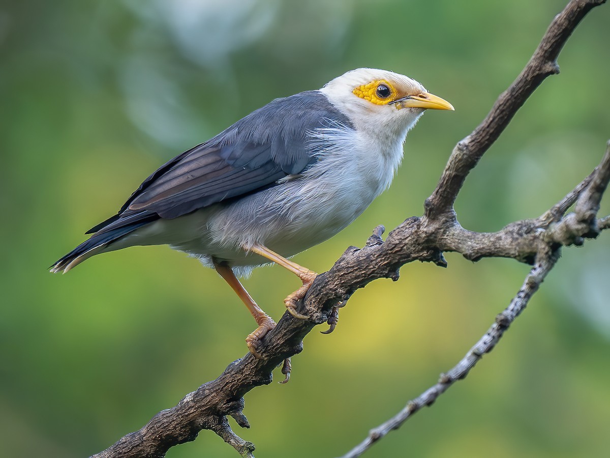 Black-winged Myna - Acridotheres melanopterus - Birds of the World