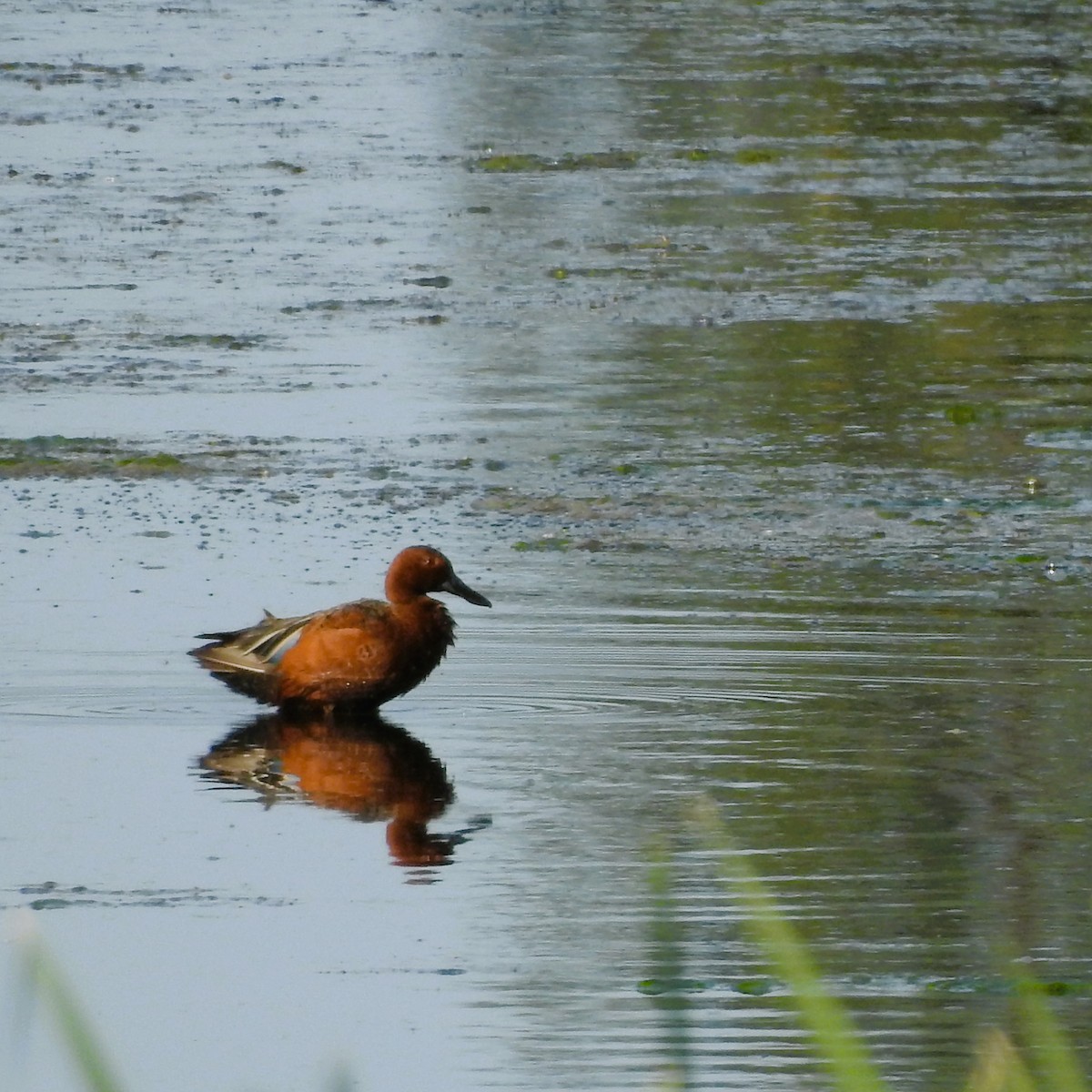 eBird Checklist - 2 Jun 2023 - Turnbull NWR - 52 species
