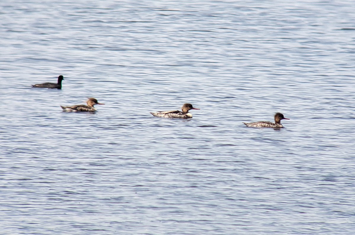 eBird Checklist - 21 May 2023 - Piute Ponds (permit required) - 71 species