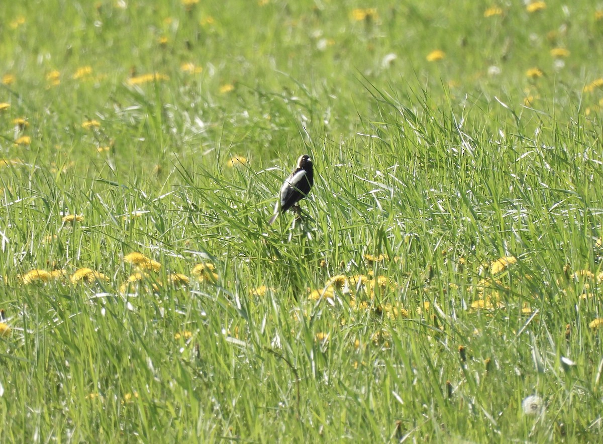 eBird Checklist - 31 May 2023 - RNF du Cap-Tourmente--Marais des Graves ...