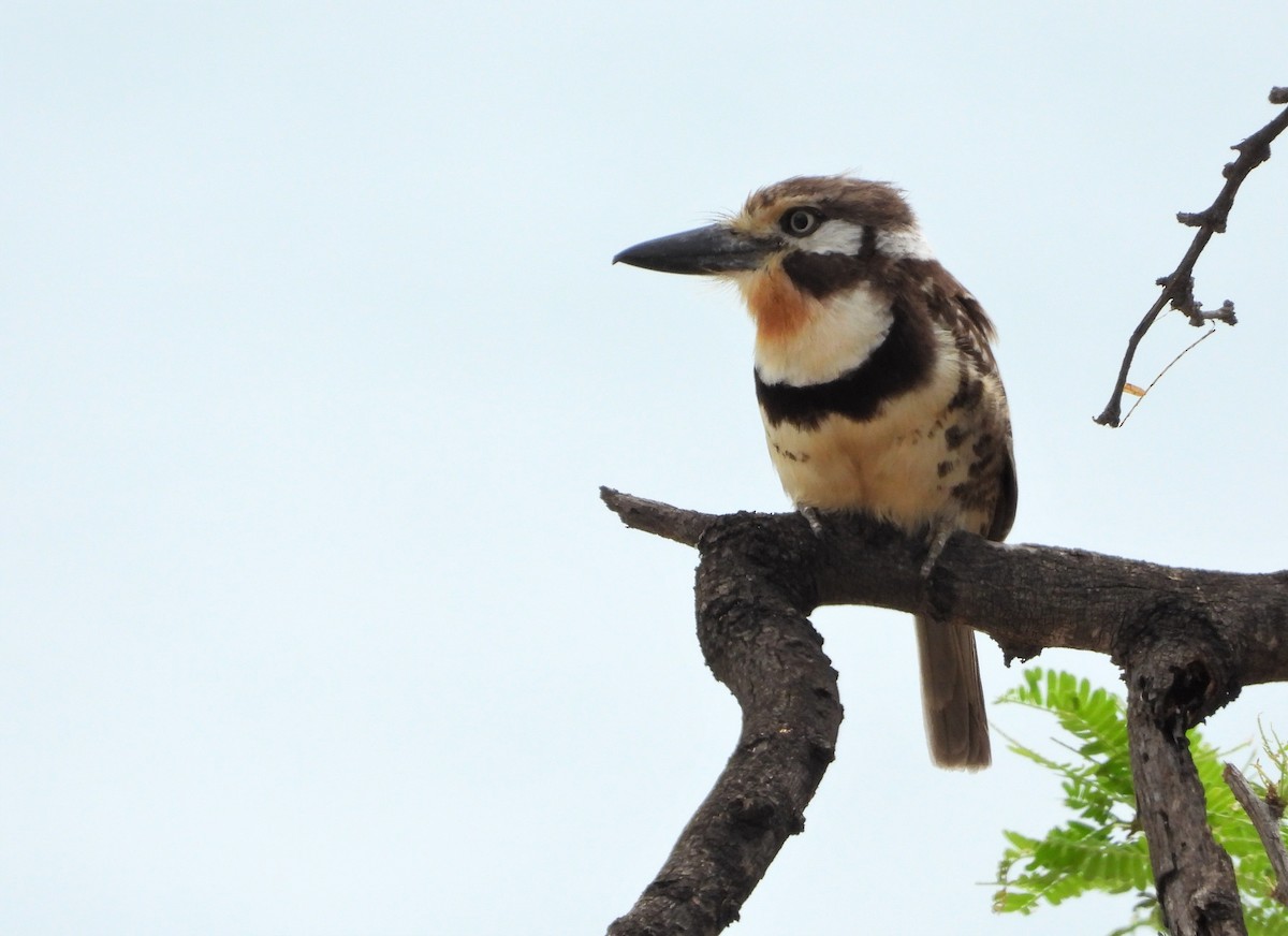 Russet-throated Puffbird - Hypnelus ruficollis - Media Search ...