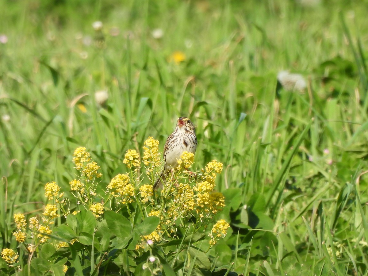 eBird Checklist - 1 Jun 2023 - RNF du Cap-Tourmente--Marais des Graves ...