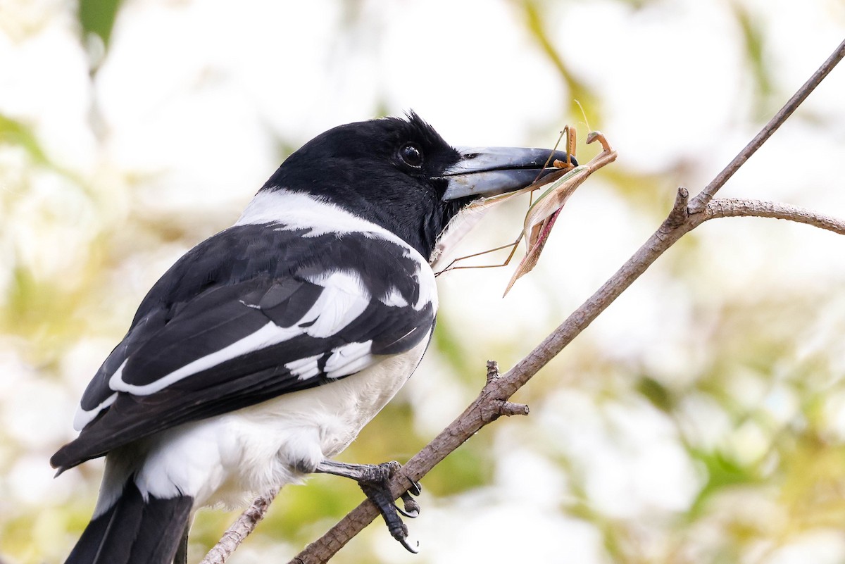 eBird Australia Checklist - 3 Jun 2023 - Tinchi Tamba Wetlands Reserve ...