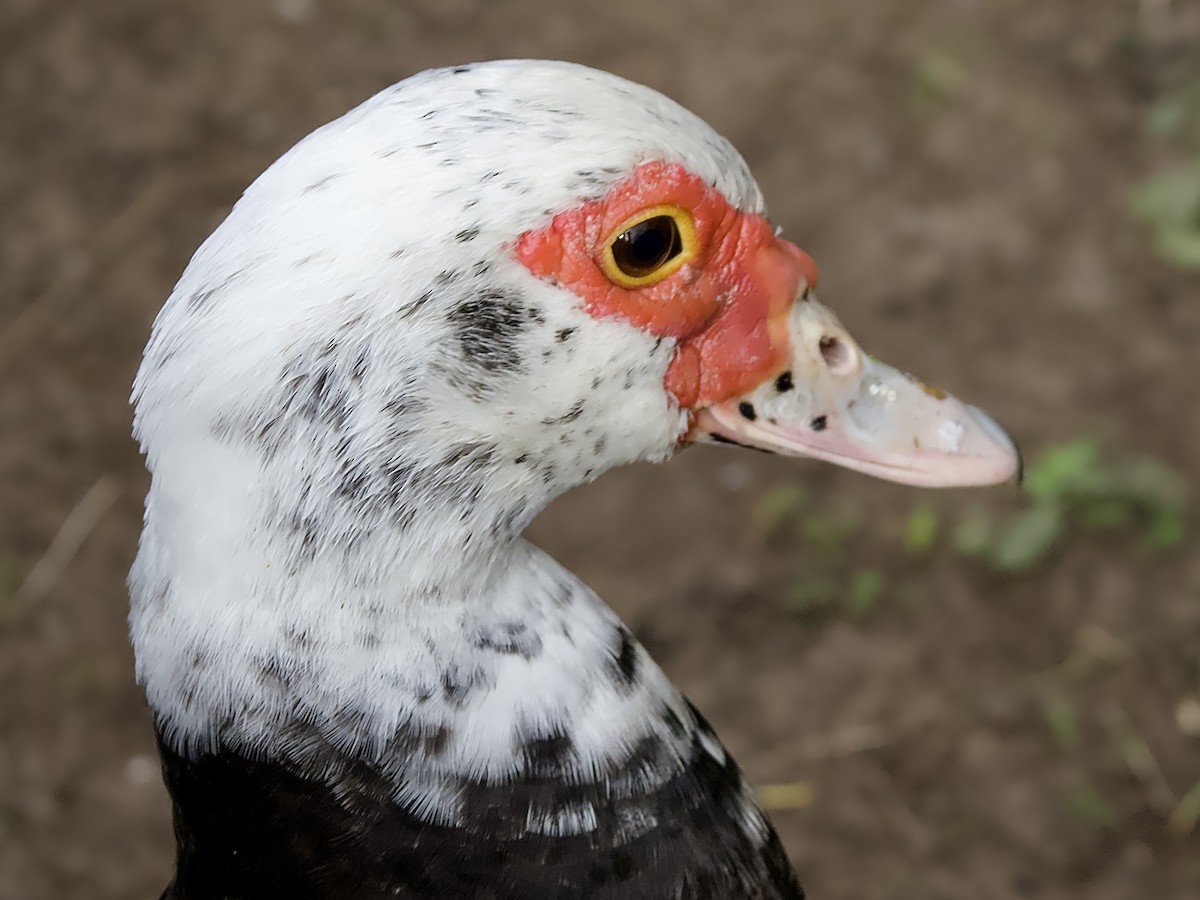 eBird Checklist - 3 Jun 2023 - Morpeth Common - 40 species (+1 other taxa)