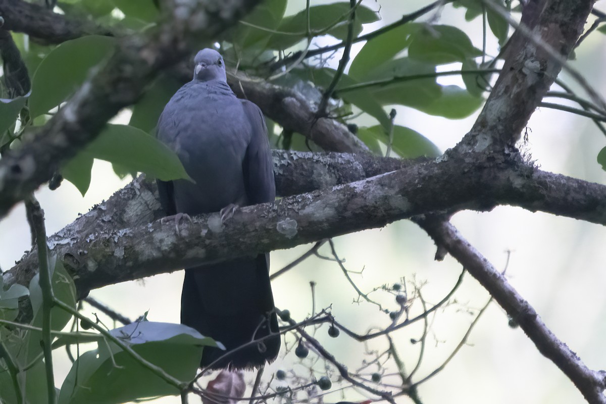 eBird India Checklist - 1 Jun 2023 - Sim's Park, Conoor - 19 species