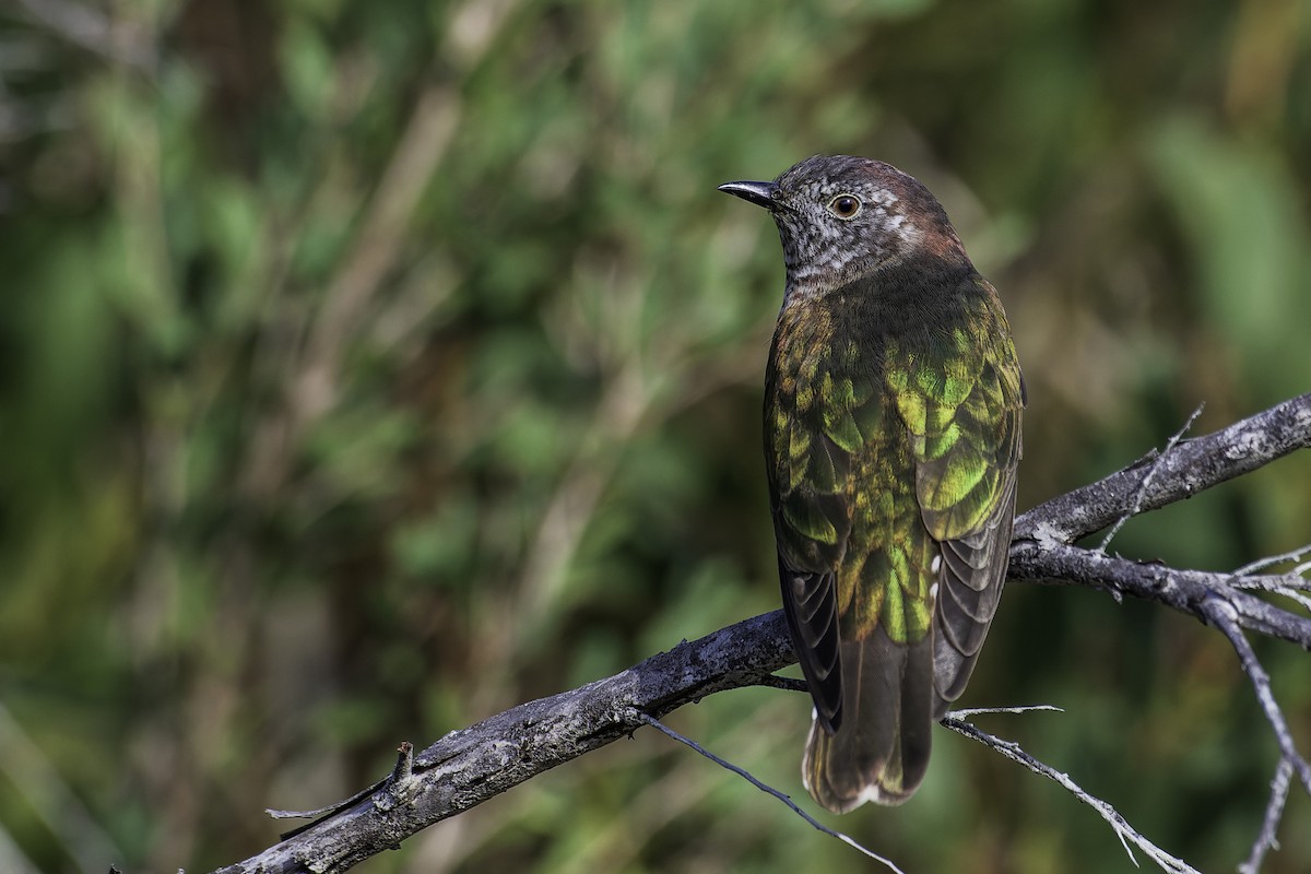 Shining Bronze-Cuckoo - Chrysococcyx lucidus - Media Search - Macaulay ...