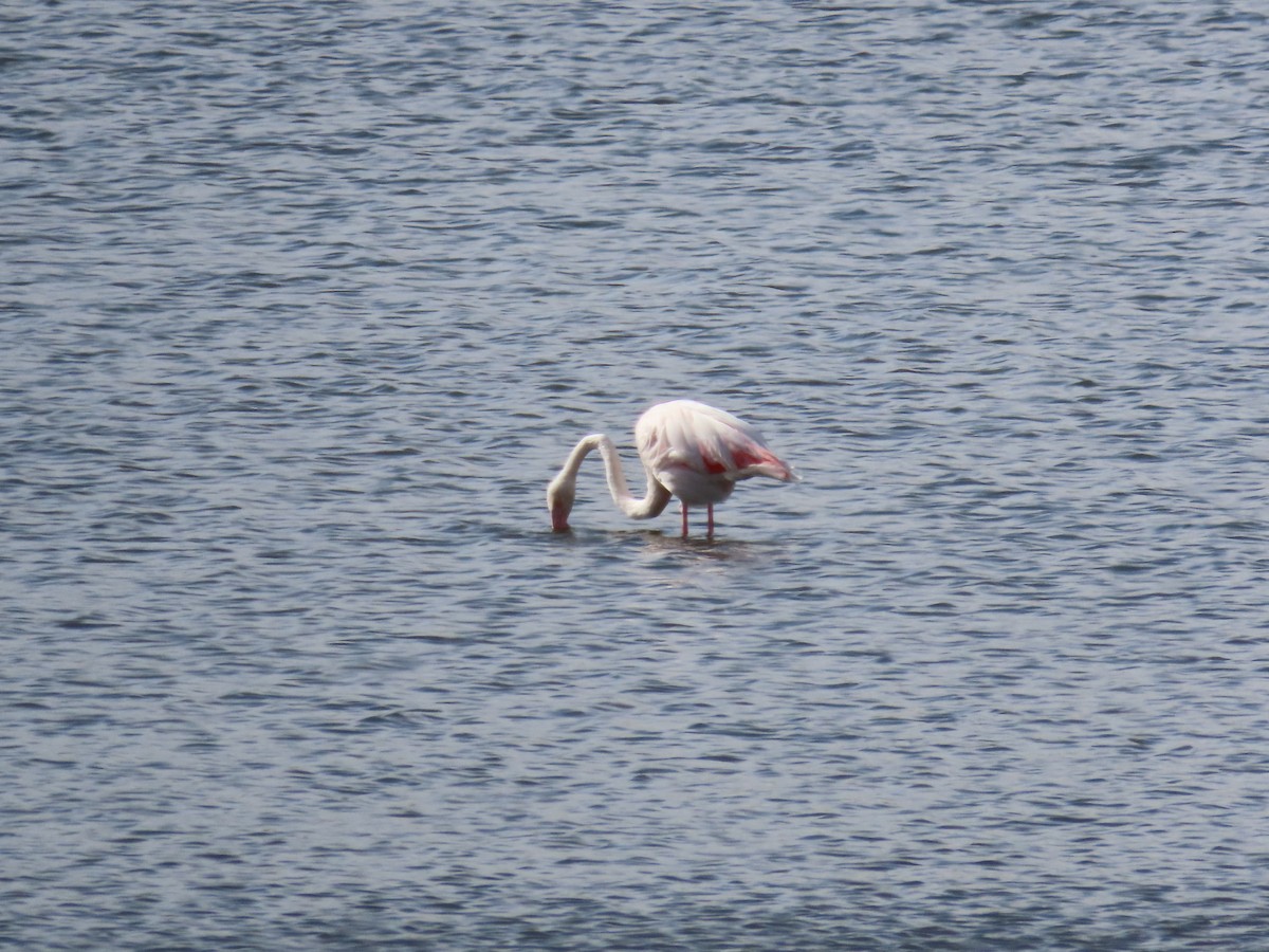 eBird Checklist - 3 Jun 2023 - Korsman Bird Sanctuary - 36 species