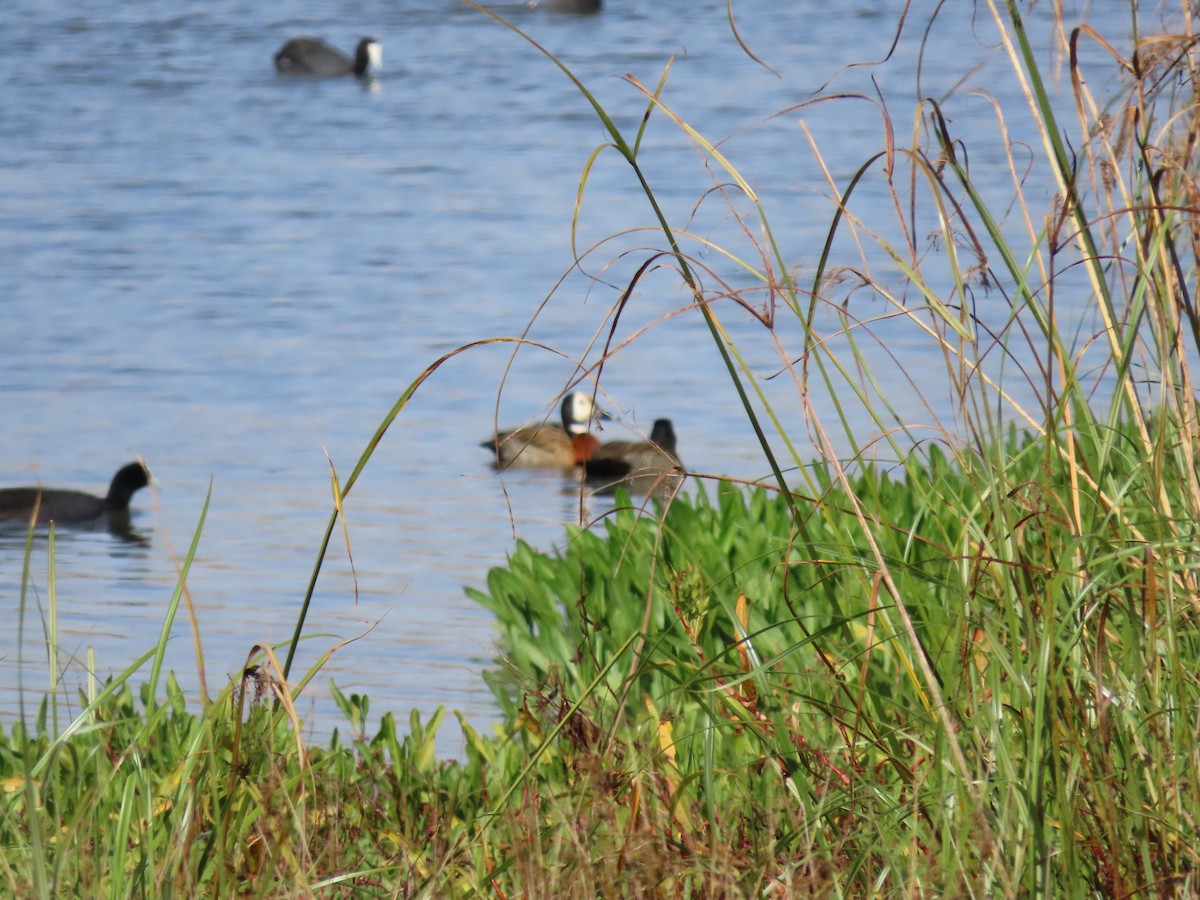 eBird Checklist - 3 Jun 2023 - Korsman Bird Sanctuary - 41 species