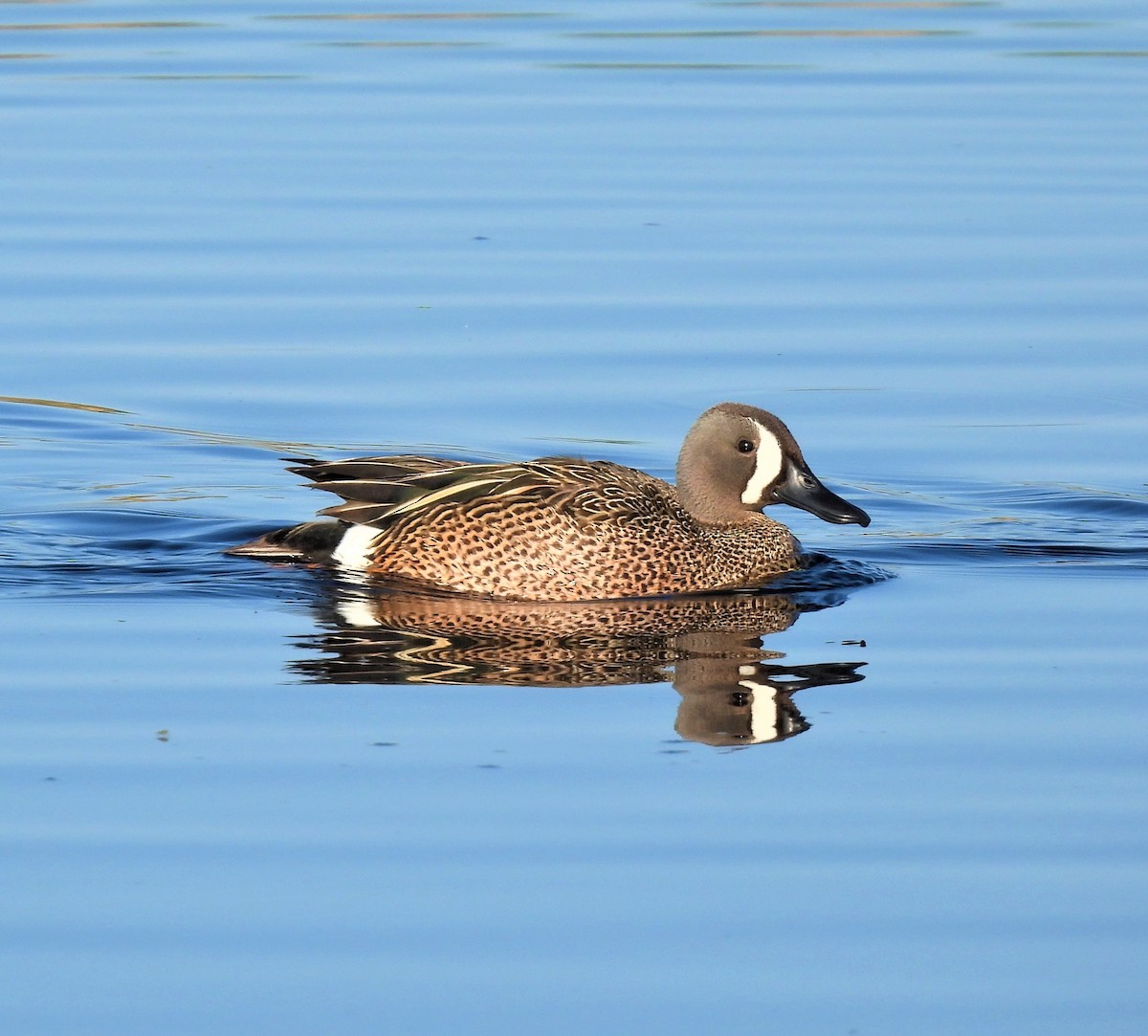 eBird Checklist - 29 May 2023 - Bowdoin NWR - 77 species