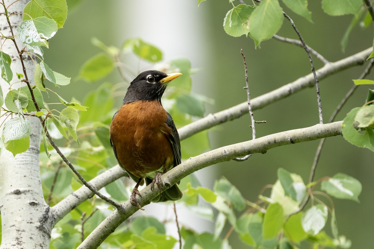 eBird Canada Checklist - 2 Jun 2023 - CA-BC-Pinnacle A Road Forest ...