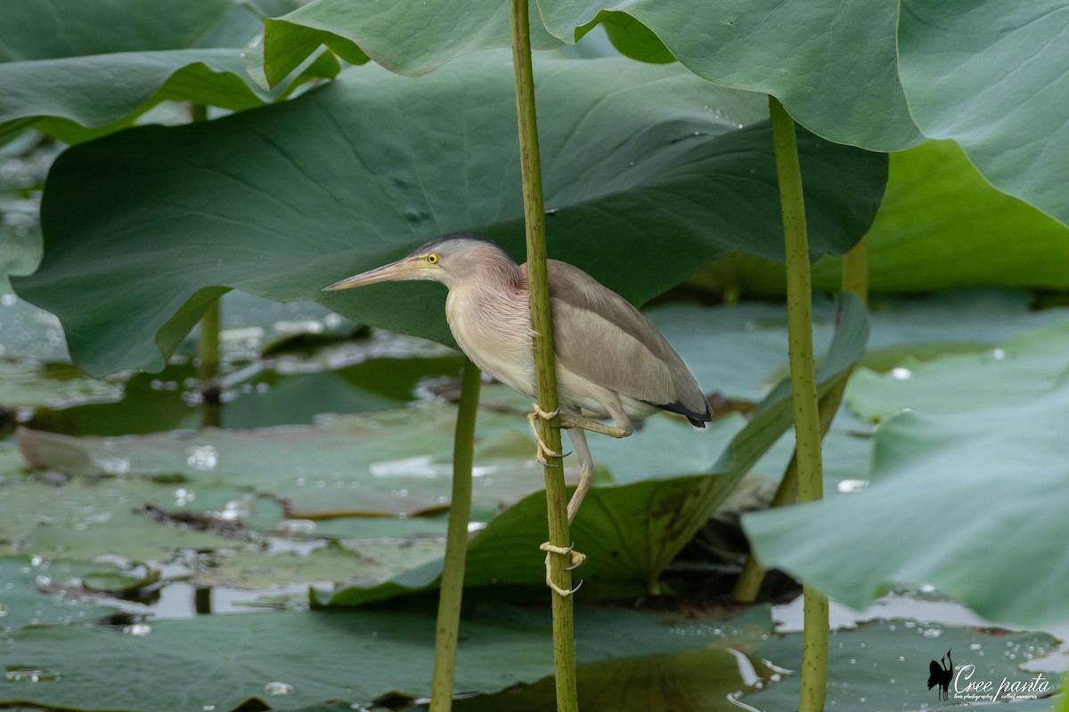 eBird Checklist - 23 Jul 2022 - Nagdaha - 1 species