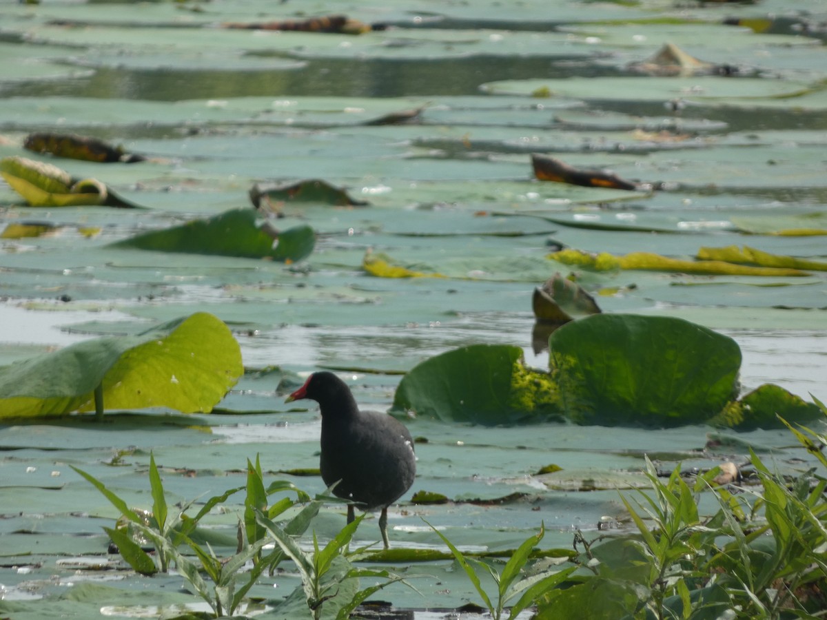 eBird Checklist - 3 Jun 2023 - Red Slough WMA - 50 species (+1 other taxa)