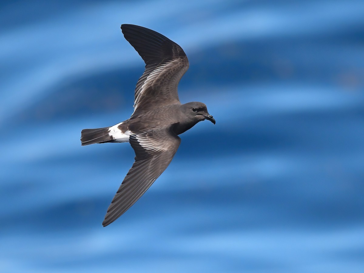 Band-rumped Storm-Petrel - Hydrobates castro - Birds of the World