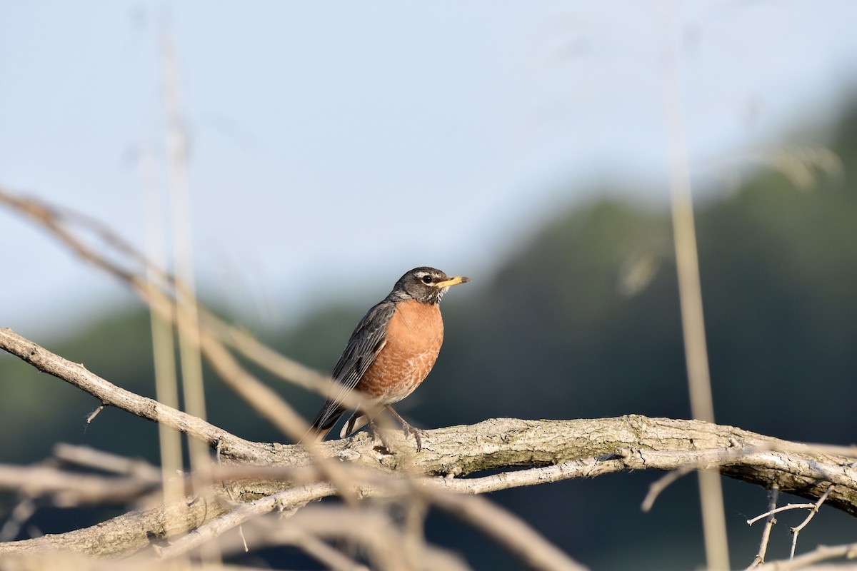 eBird Checklist - 3 Jun 2023 - Waterloo Recreation Area, Green Road ...