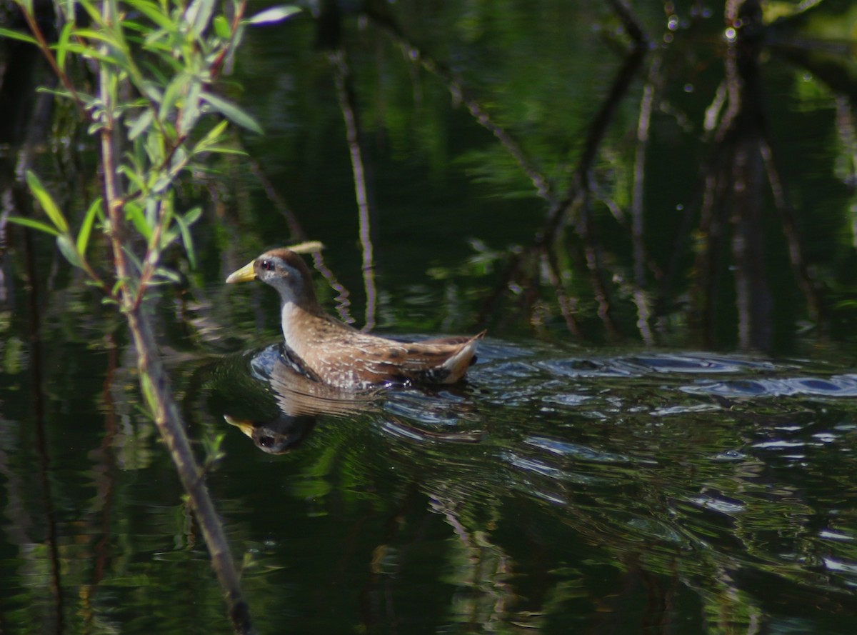 eBird Checklist - 30 May 2023 - Lizard Lake - 52 species