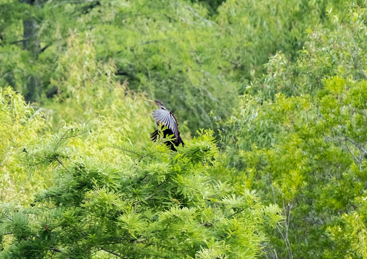 eBird Checklist - 3 Jun 2023 - Stumpy Lake Natural Area - 24 species