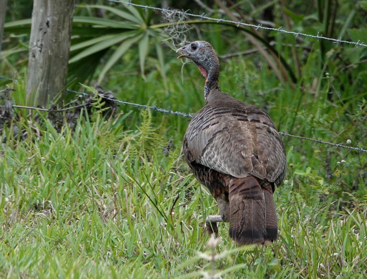 eBird Checklist - 3 Jun 2023 - 11400–12078 Rexrode Rd, Myakka City US-FL 27.34011, -82.20506 ...
