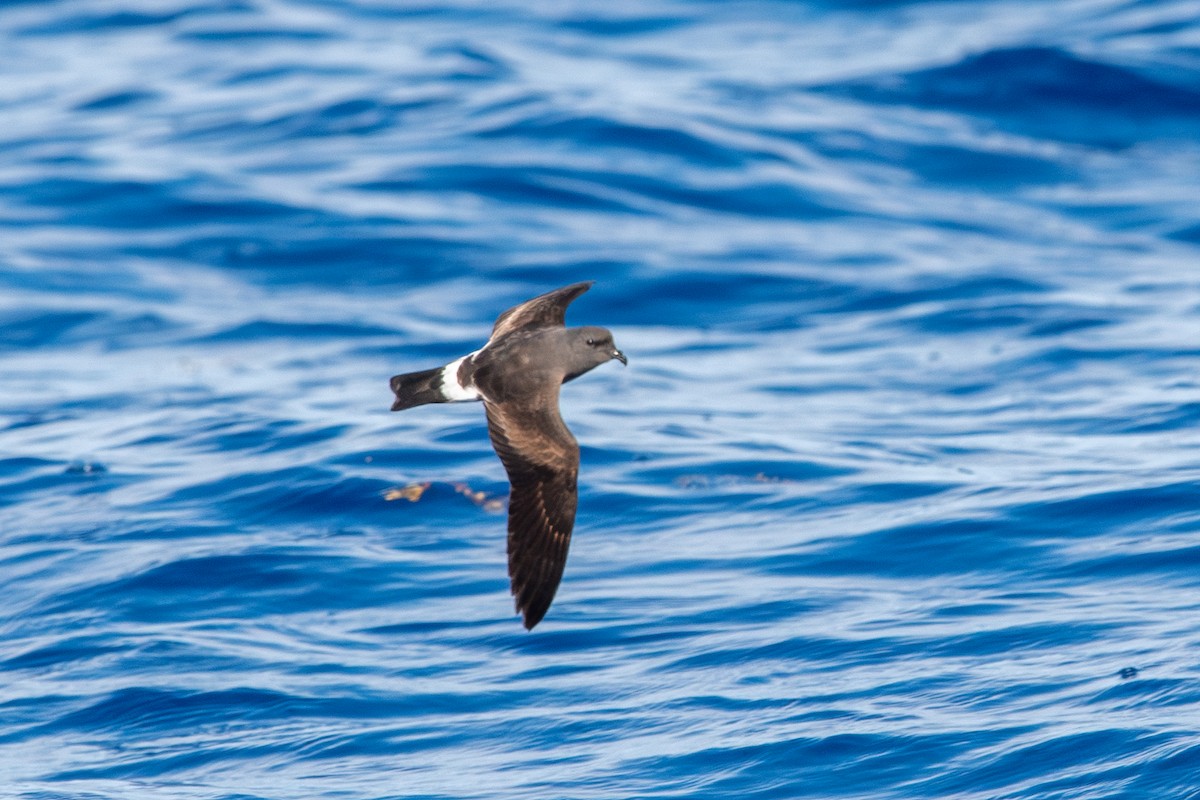 eBird Checklist - 3 Jun 2023 - Pelagic Addicts - Leg 4 - 4 species (+1 ...