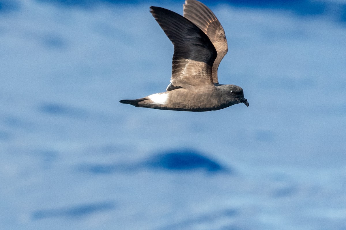 Paíño de Harcourt (castro) - eBird