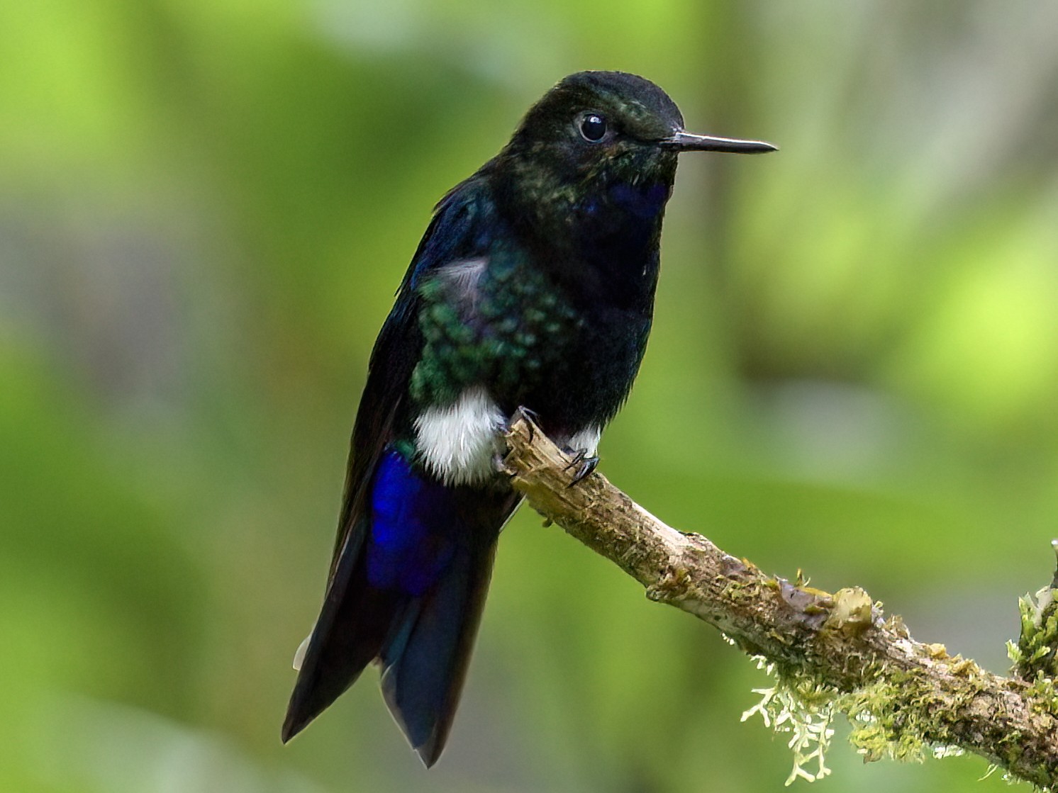 Black-breasted Puffleg - eBird
