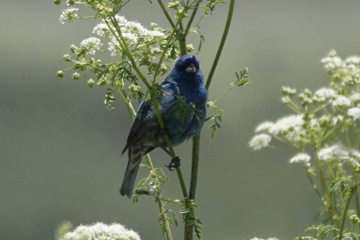 eBird Checklist - 3 Jun 2023 - Wilder Ranch SP--Cowboy Loop - 19 species