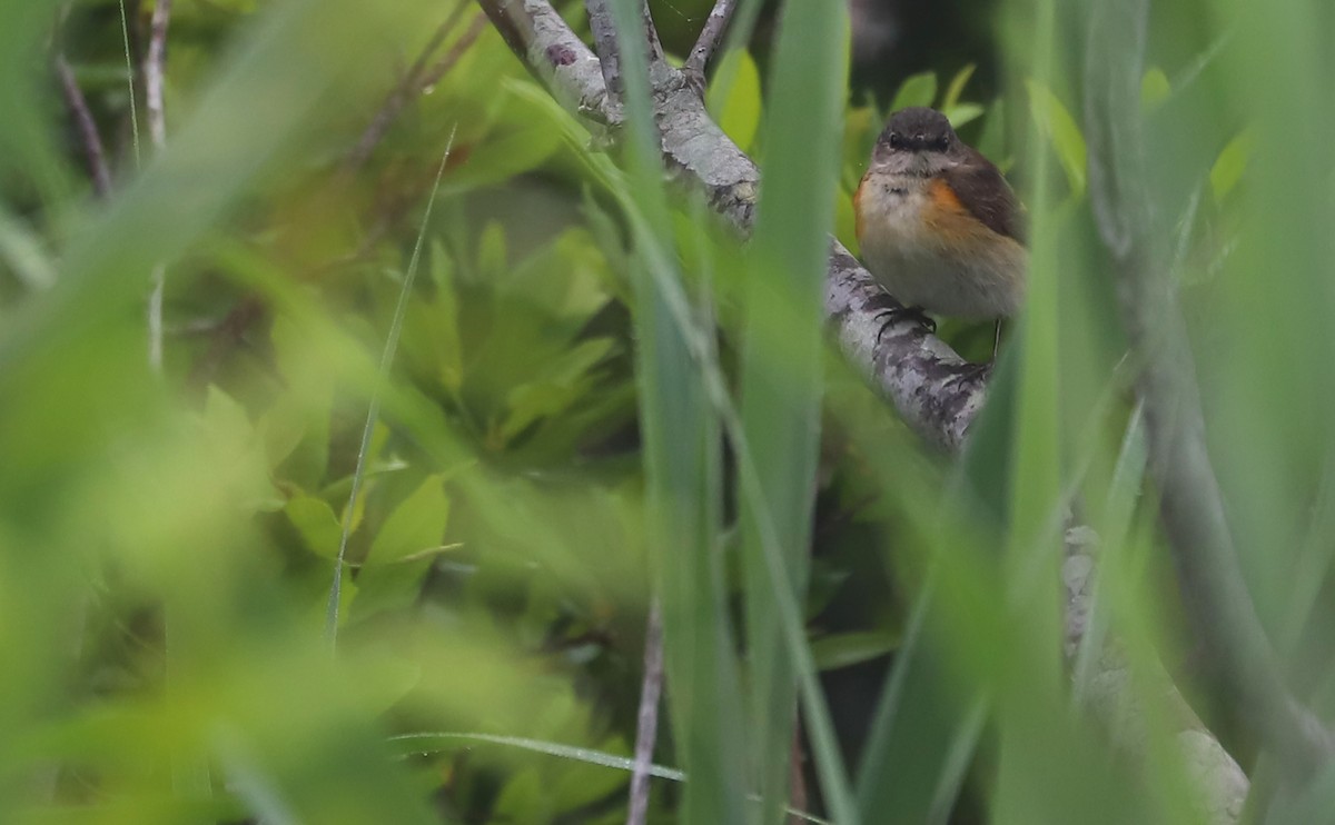 eBird Checklist - 3 Jun 2023 - **Back Bay NWR - 52 species (+3 other taxa)