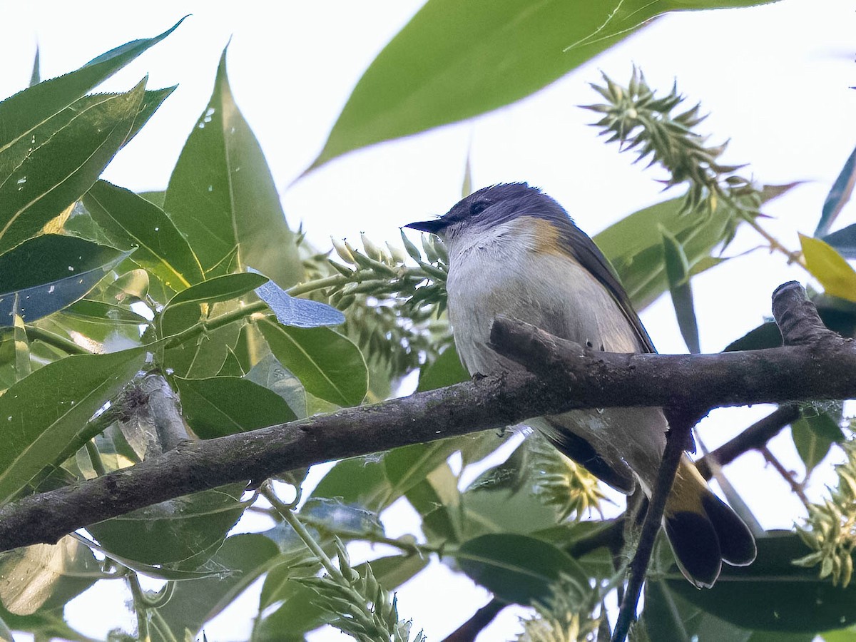 eBird Checklist - 3 Jun 2023 - Fall City--Neal Rd. - 27 species