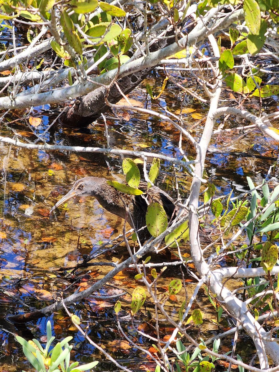 eBird Checklist - 3 Jun 2023 - Robinson Preserve - 27 species