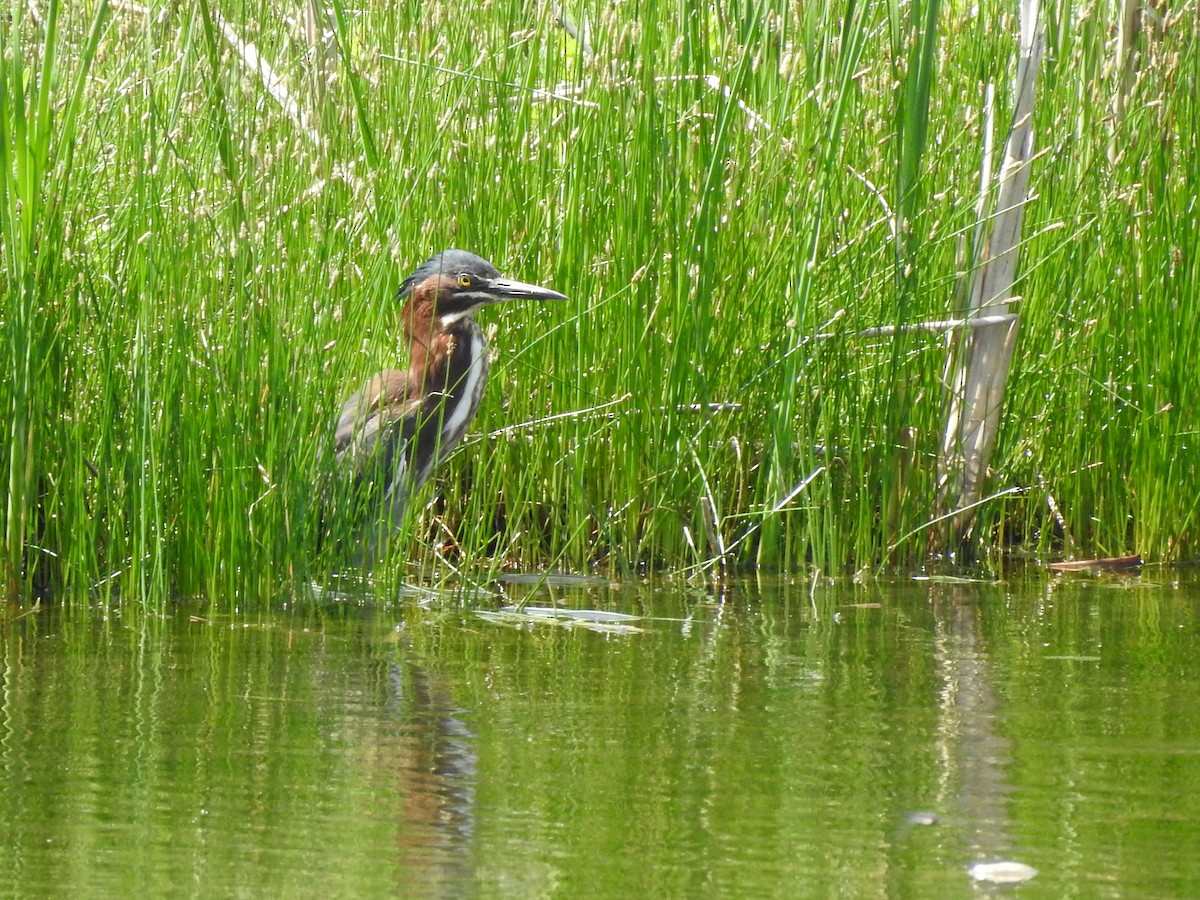 eBird Checklist - 3 Jun 2023 - Mallard Creek/Belsly Swale Pond - 9 species