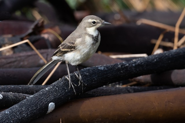 Cape Wagtail