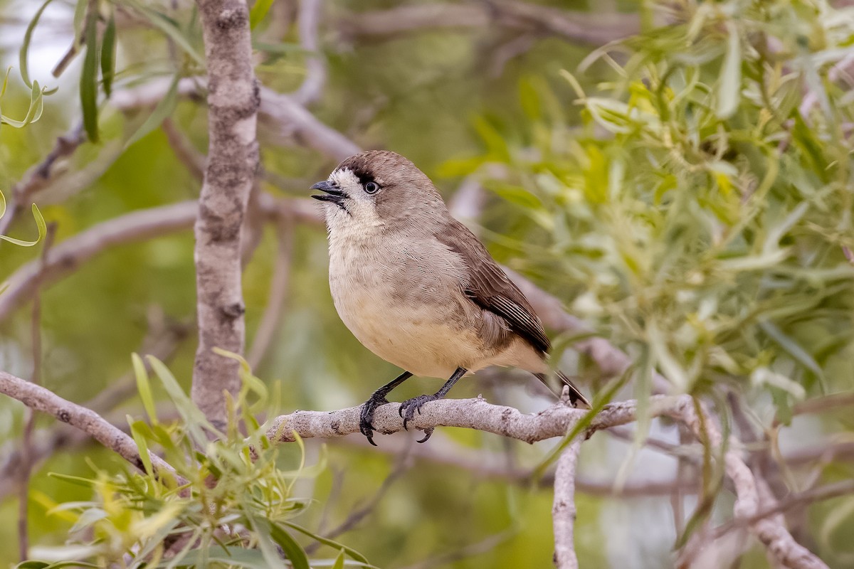 eBird Australia Checklist - 4 Jun 2023 - 3611–3615 Stonehenge Rd ...