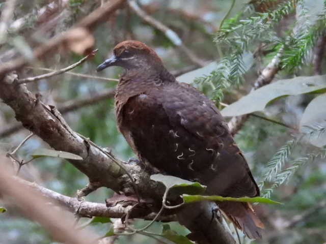 eBird Checklist - 4 Jun 2023 - Mt Coot-tha Reserve--JC Slaughter Falls ...