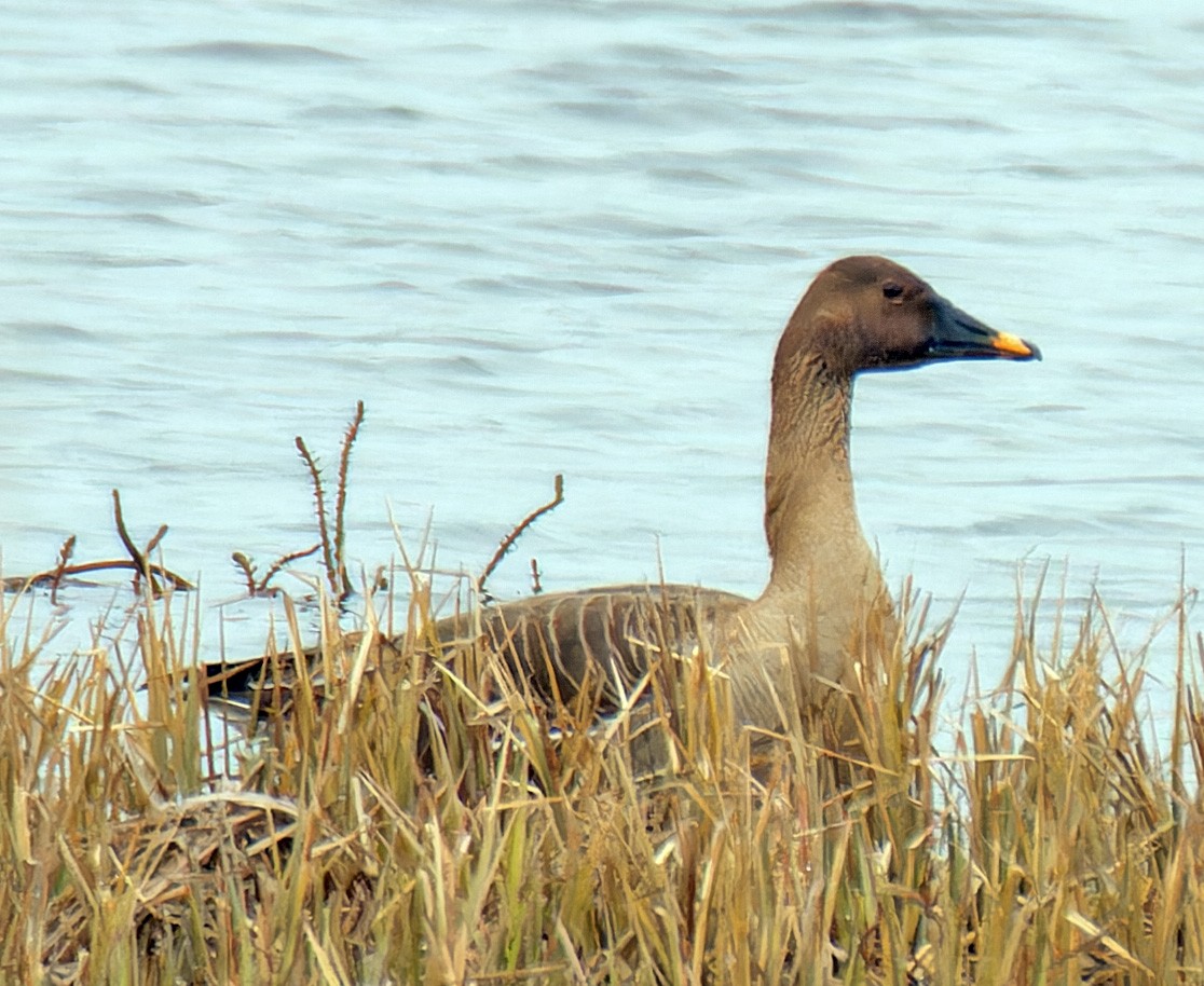 eBird Checklist - 24 May 2023 - St. Paul Island (Pribilof Islands ...