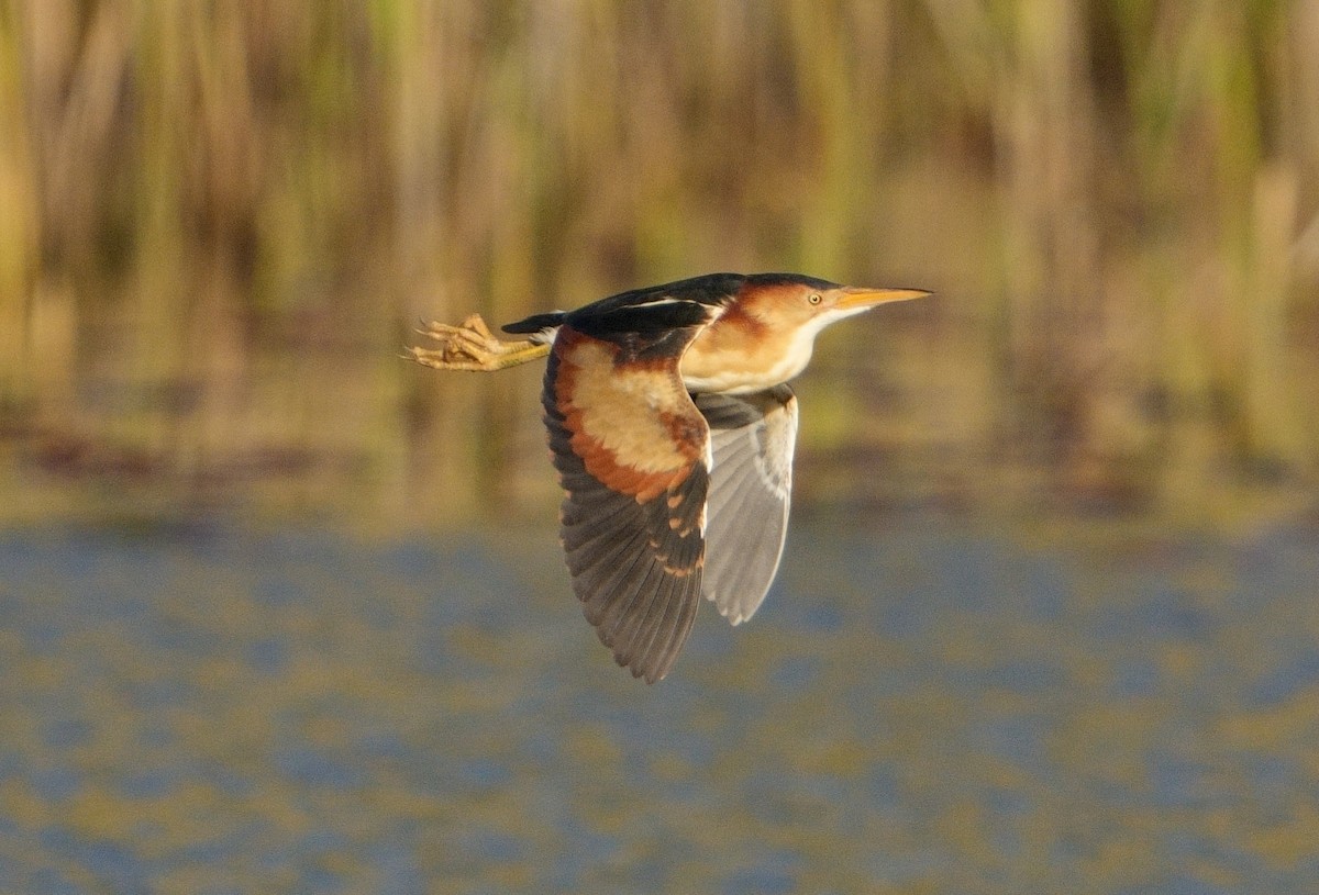 eBird Checklist - 4 Jun 2023 - Trustom Pond NWR - 58 species