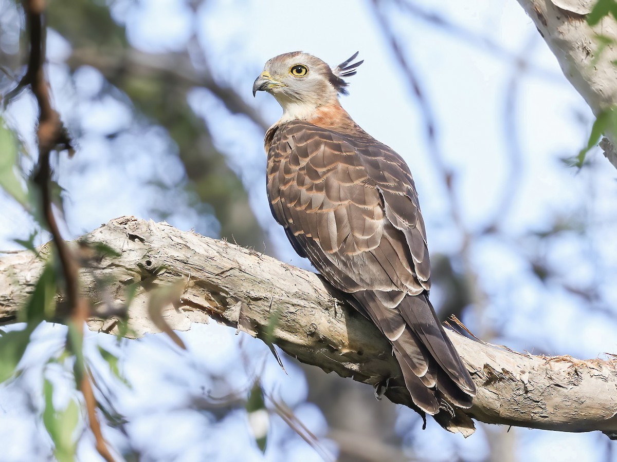 Pacific Baza - Aviceda subcristata - Birds of the World