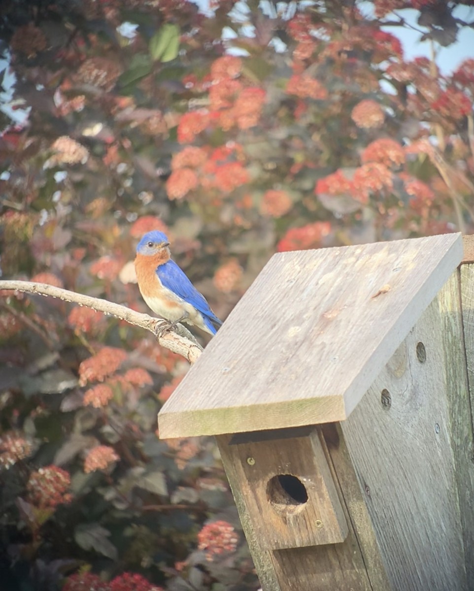 eBird Checklist - 4 Jun 2023 - Dixon Meadow Preserve - 32 species
