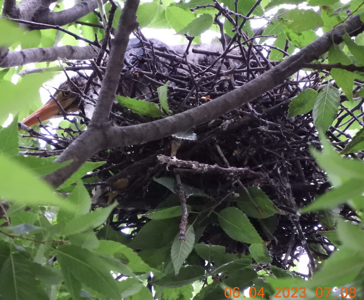 eBird Checklist - 4 Jun 2023 - George Mason University--Mason Pond - 20 ...