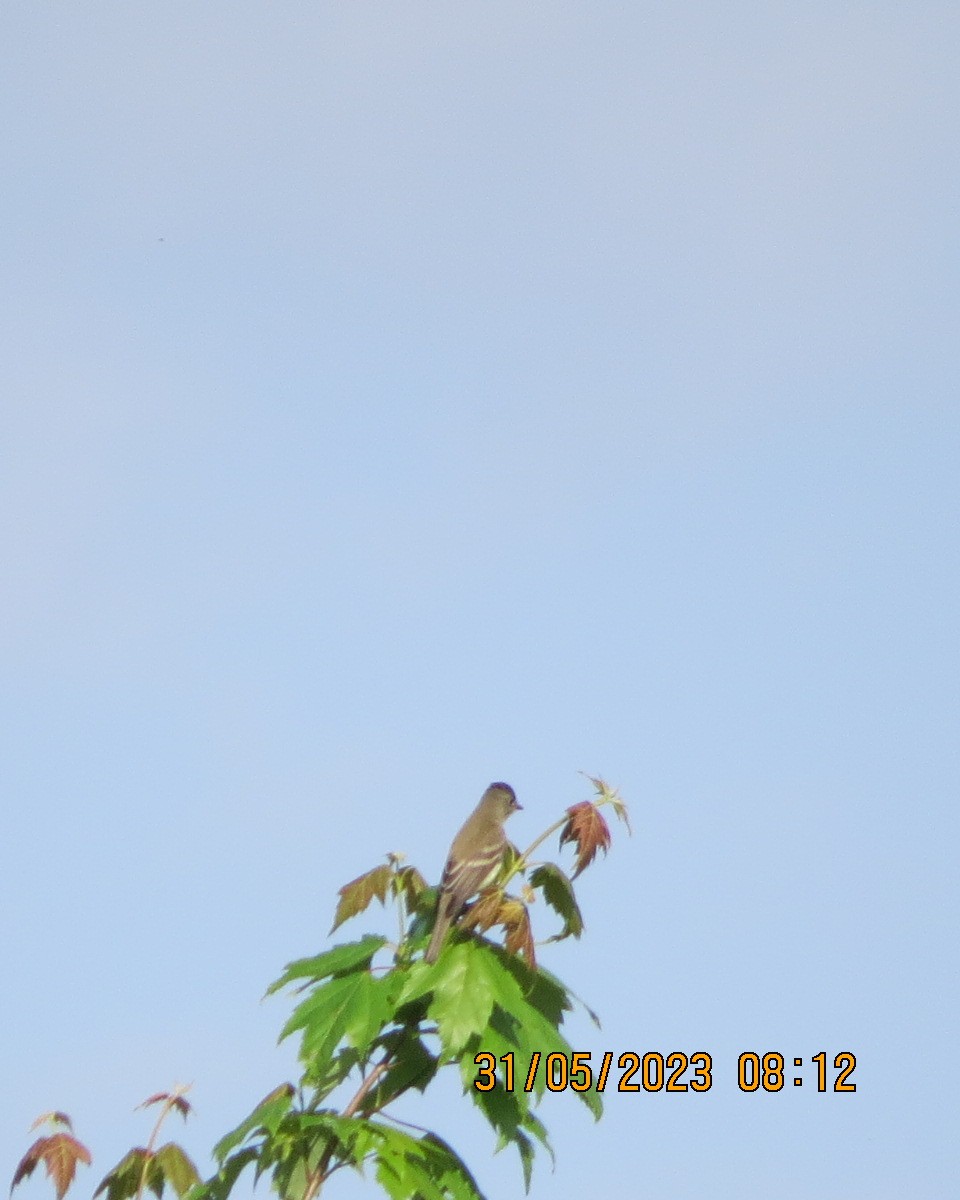 New York Breeding Bird Atlas Checklist - 31 May 2023 - Martin Rd ...