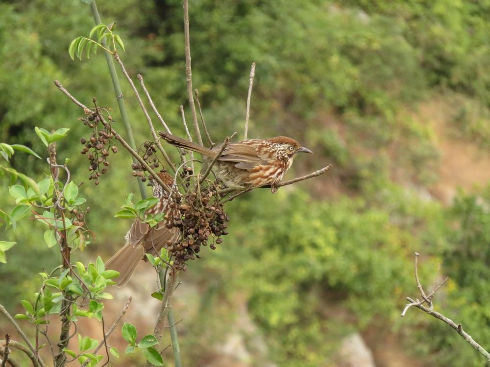 Chinese Babax - Pterorhinus lanceolatus - Birds of the World