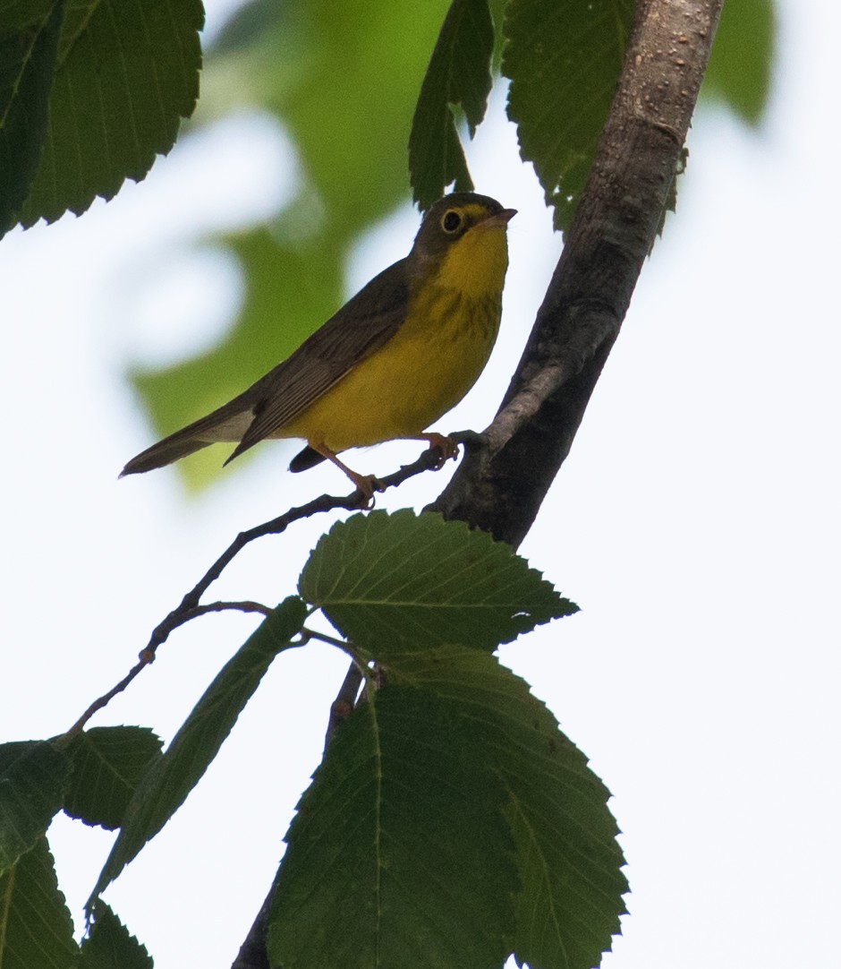 Maryland-DC Breeding Bird Atlas Checklist - 4 Jun 2023 - Lookout Tower ...