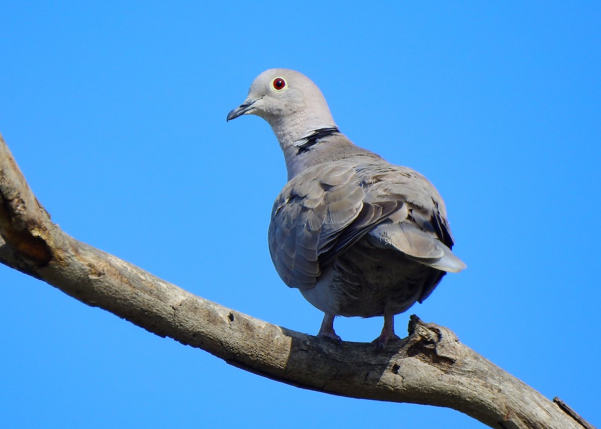 eBird Portugal Checklist - 4 Jun 2023 - Salinas do Samouco (acesso ...