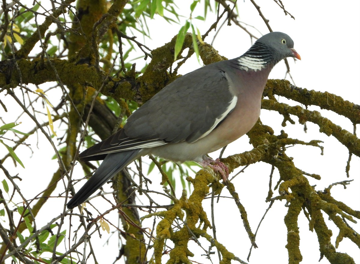 eBird Checklist - 4 Jun 2023 - Lagunas de Laguardia--Área General - 52 ...