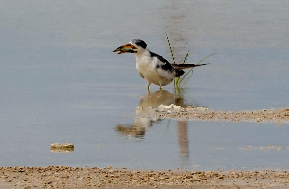 eBird Checklist - 4 Jun 2023 - Pope Paul II Blvd. - 9 species
