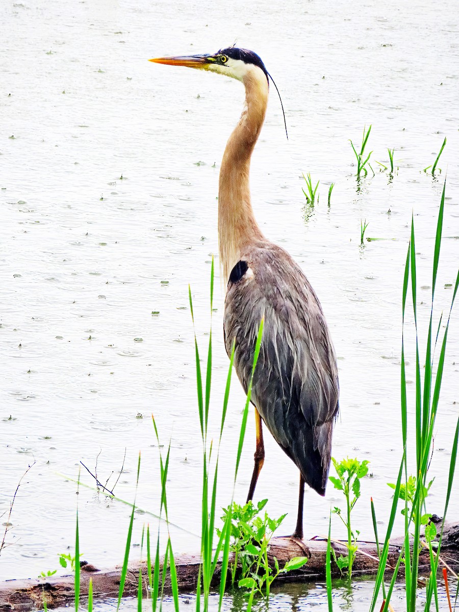 eBird Checklist - 4 Jun 2023 - Waneka Lake/Greenlee Preserve - 33 species