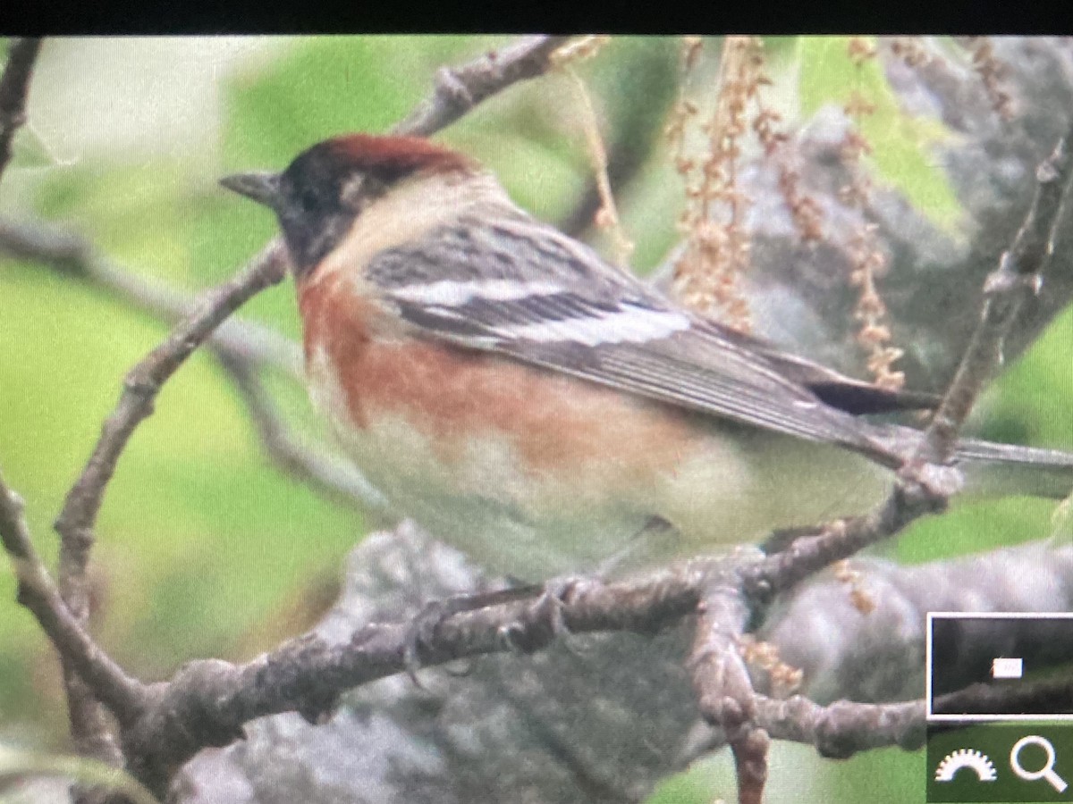 eBird Checklist - 4 Jun 2023 - Parker River NWR - 52 species