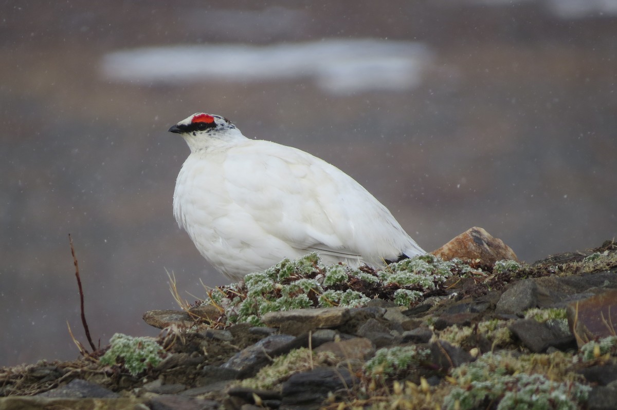 eBird Checklist - 3 Jun 2023 - Nome-Teller Hwy--37 Mile Ridge (MP N37 ...