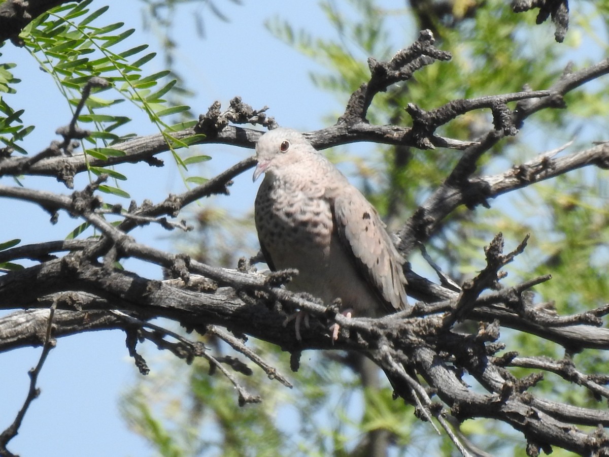 eBird Checklist - 4 Jun 2023 - Red Rock WMA - 42 species
