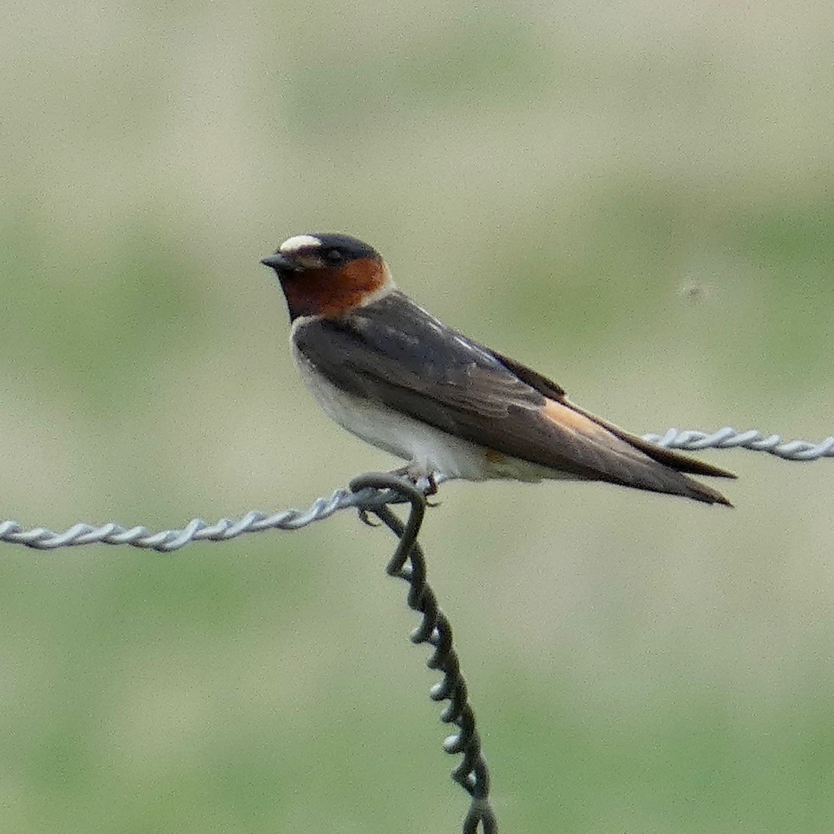 eBird Checklist - 4 Jun 2023 - Big Johnson Reservoir & Bluestem Prairie ...